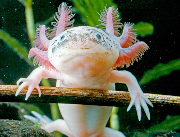 Axolotl, The Aztec god of the lake of Xochimilco, (Animals of the World ...