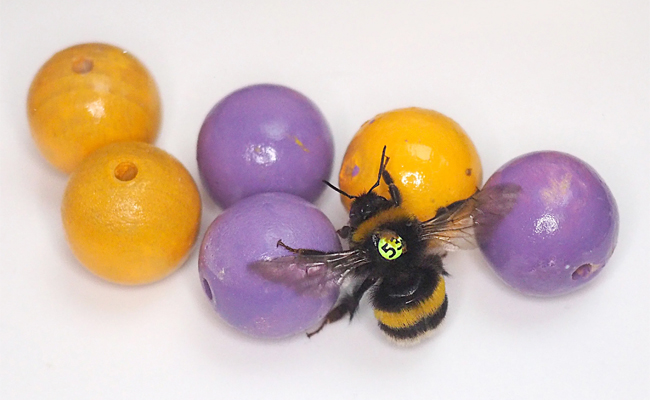 Bees Play with Balls | Listen in English