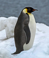 Listen in English | Headlines February 12